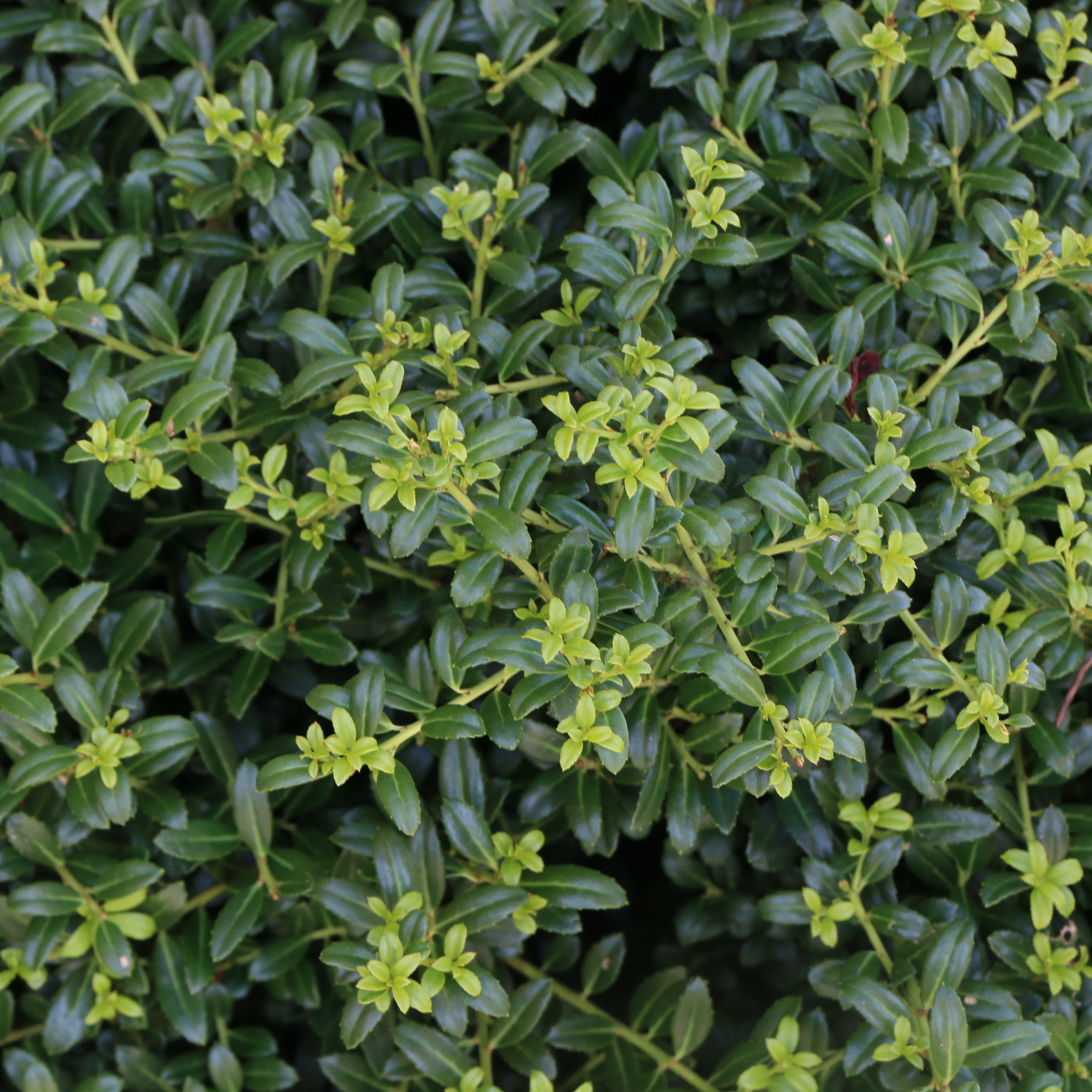 Soft Touch Compact Holly | PlantAddicts.com