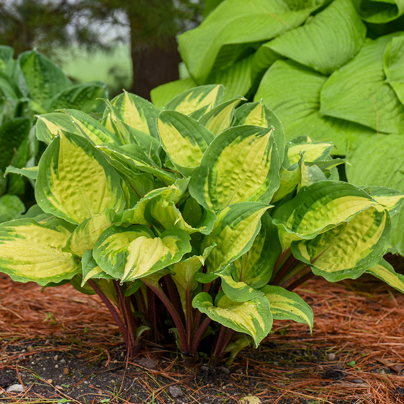 Hostas | Plant Addicts