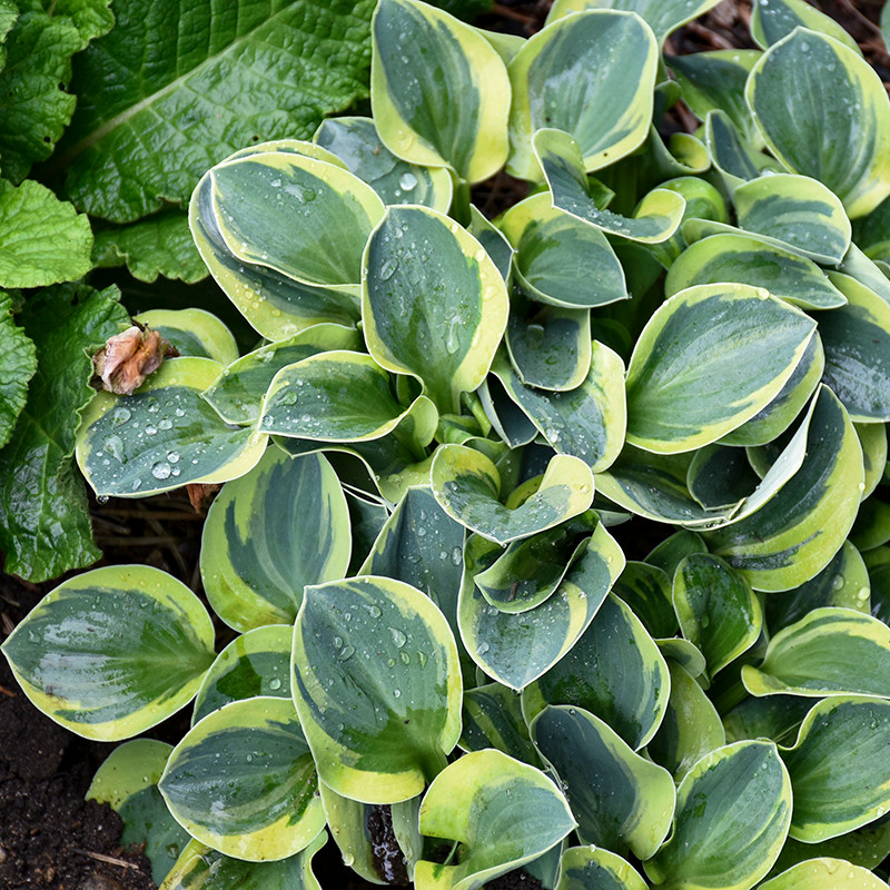 Sun Mouse Hosta | Plant Addicts