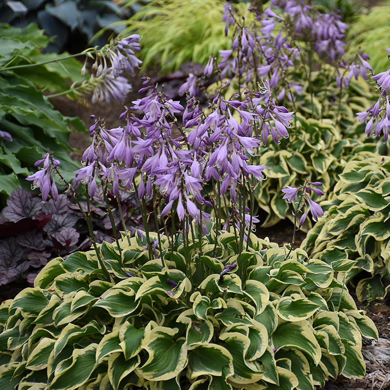 Shadowland® Miss America Hosta | PlantAddicts.com