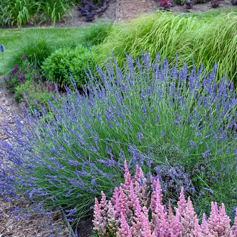 Primavera Spanish Lavender | Plant Addicts