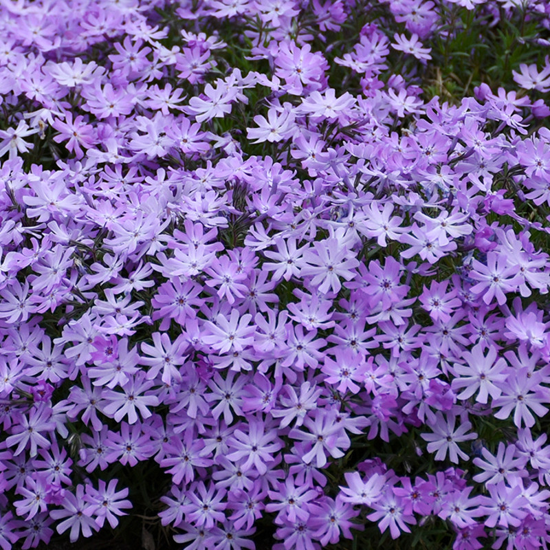 Spring Bling Ruby Riot Phlox | Plant Addicts