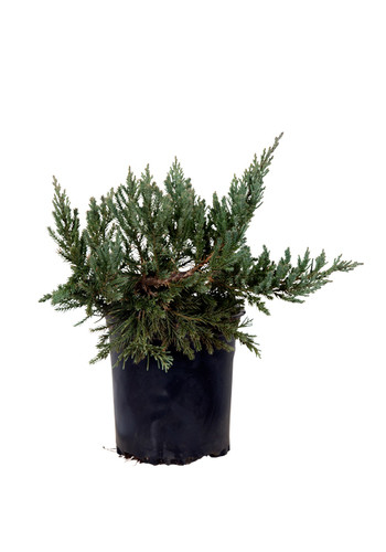 Parsoni Juniper | PlantAddicts.com