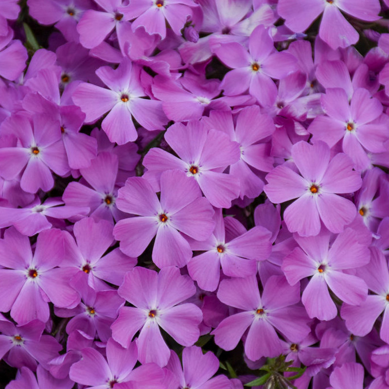 Spring Bling Ruby Riot Phlox | Plant Addicts