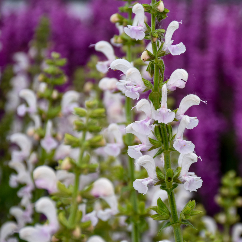 Salvia Plants For Sale | Plant Addicts