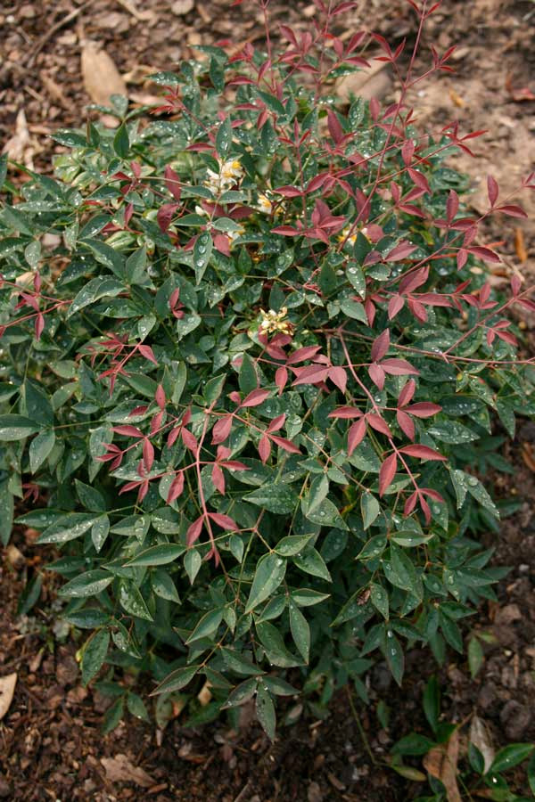 Flirt Nandina | PlantAddicts.com