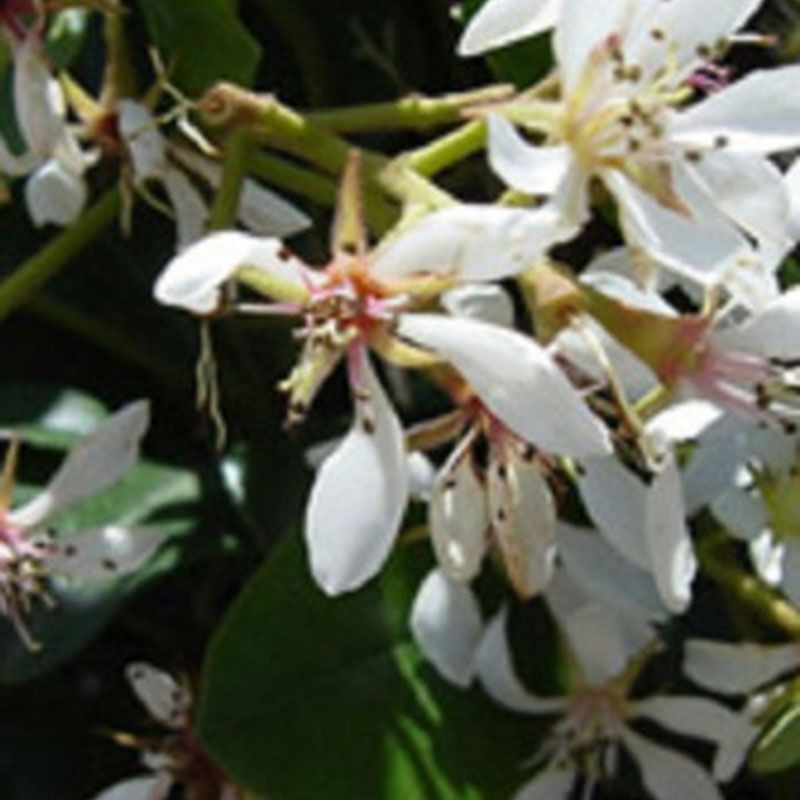 Eleanor Taber Indian Hawthorn | PlantAddicts.com