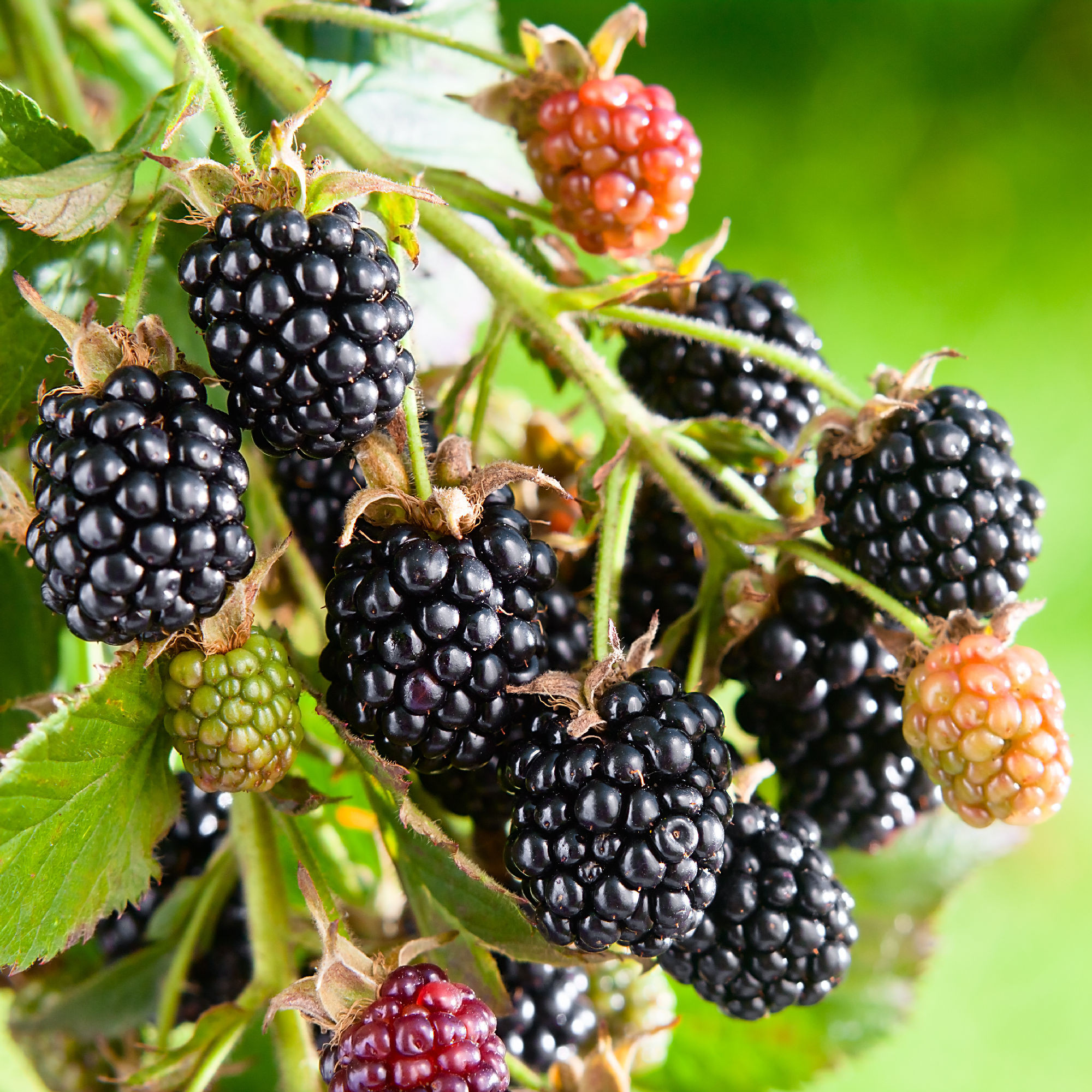 Navaho Blackberry | PlantAddicts.com