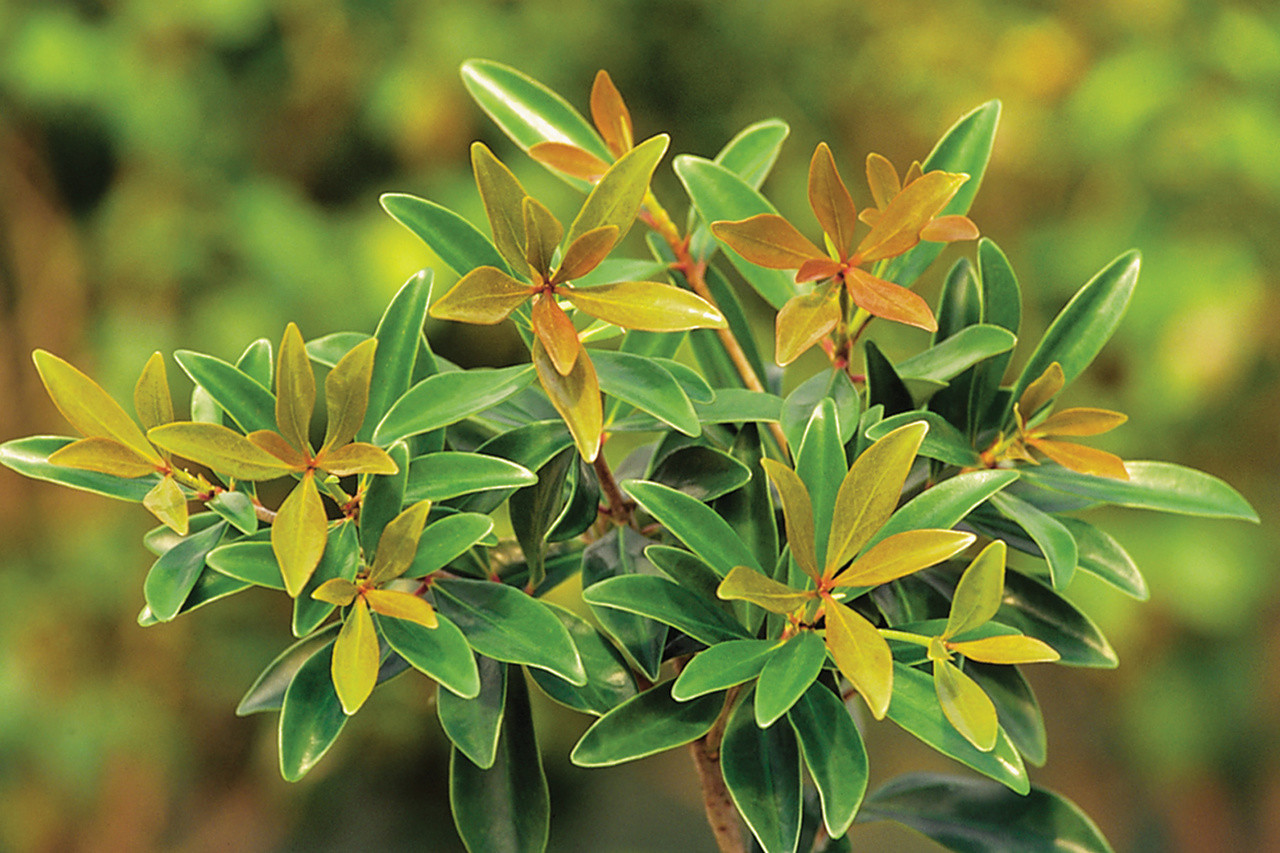 Bronze Beauty Cleyera | PlantAddicts.com