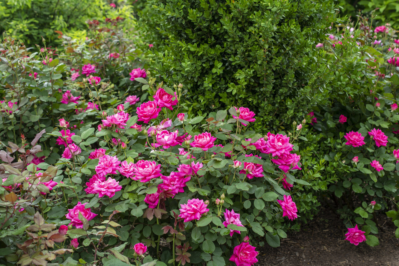 Pink Double Knock Out Rose | PlantAddicts.com