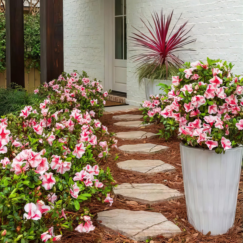 Autumn Sunburst Encore Azalea | PlantAddicts.com