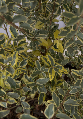 Variegated Chinese Privet | PlantAddicts.com