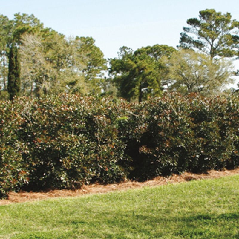 Juliet Cleyera | PlantAddicts.com