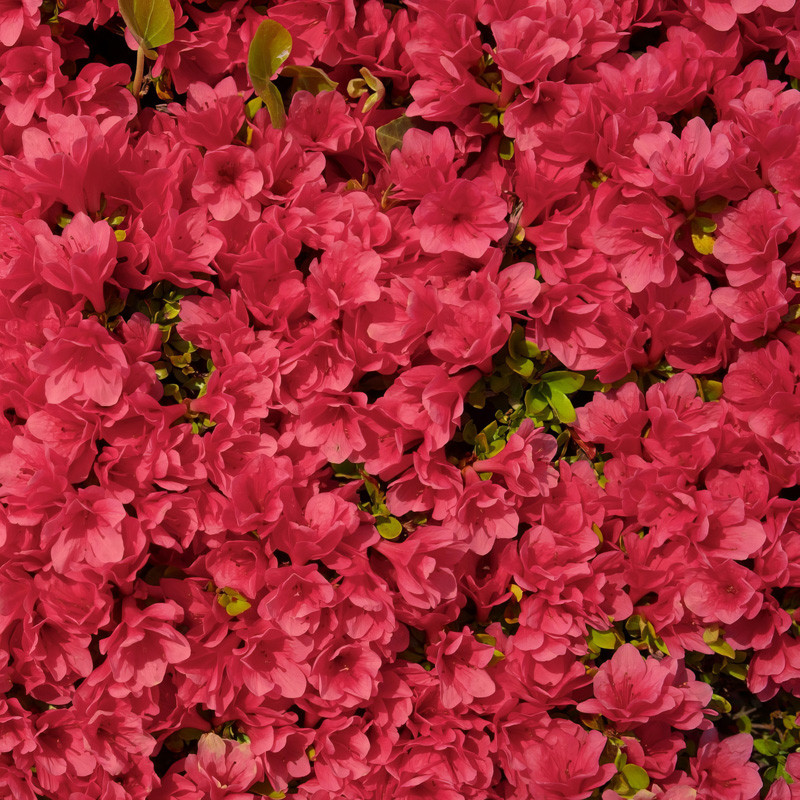Autumn Ruby Encore Azalea | PlantAddicts.com