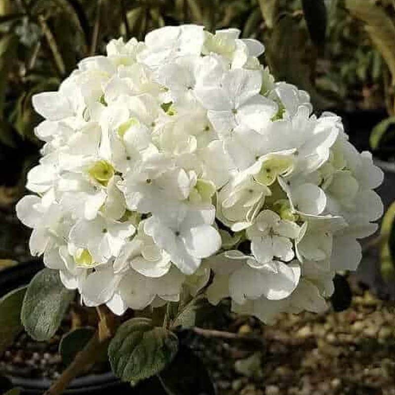 Coppertop Sweet Viburnum | PlantAddicts.com