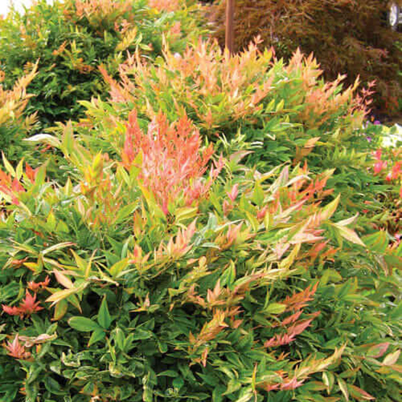 Dwarf Firepower Nandina | PlantAddicts.com