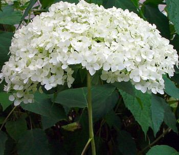 Annabelle Hydrangea | Plant Addicts