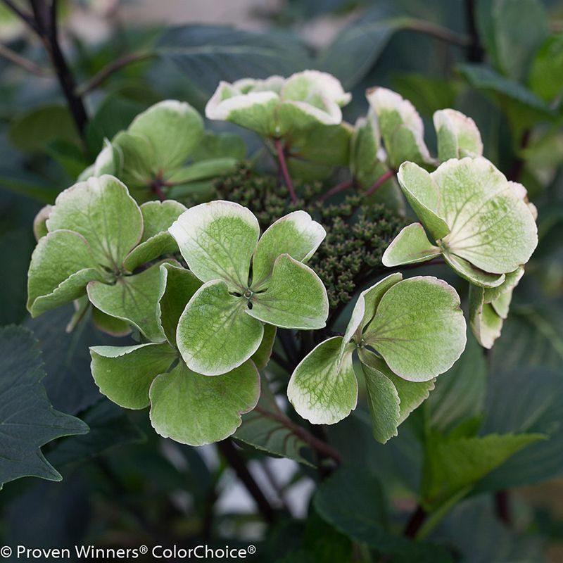 Lacecap Hydrangeas | | Hydrangea macrophylla normalis | Plant Addicts