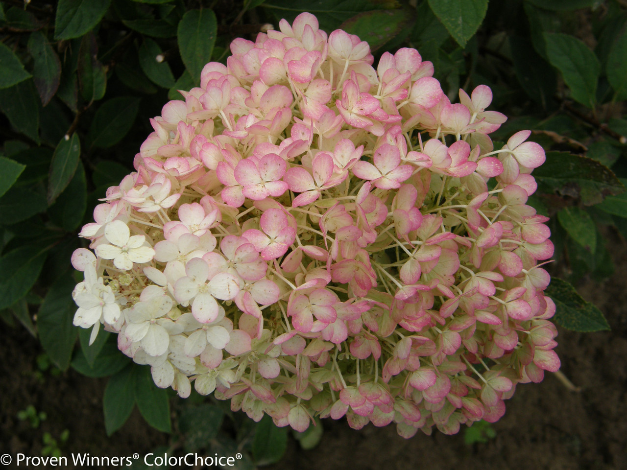 Bobo® Hydrangea | Plant Addicts