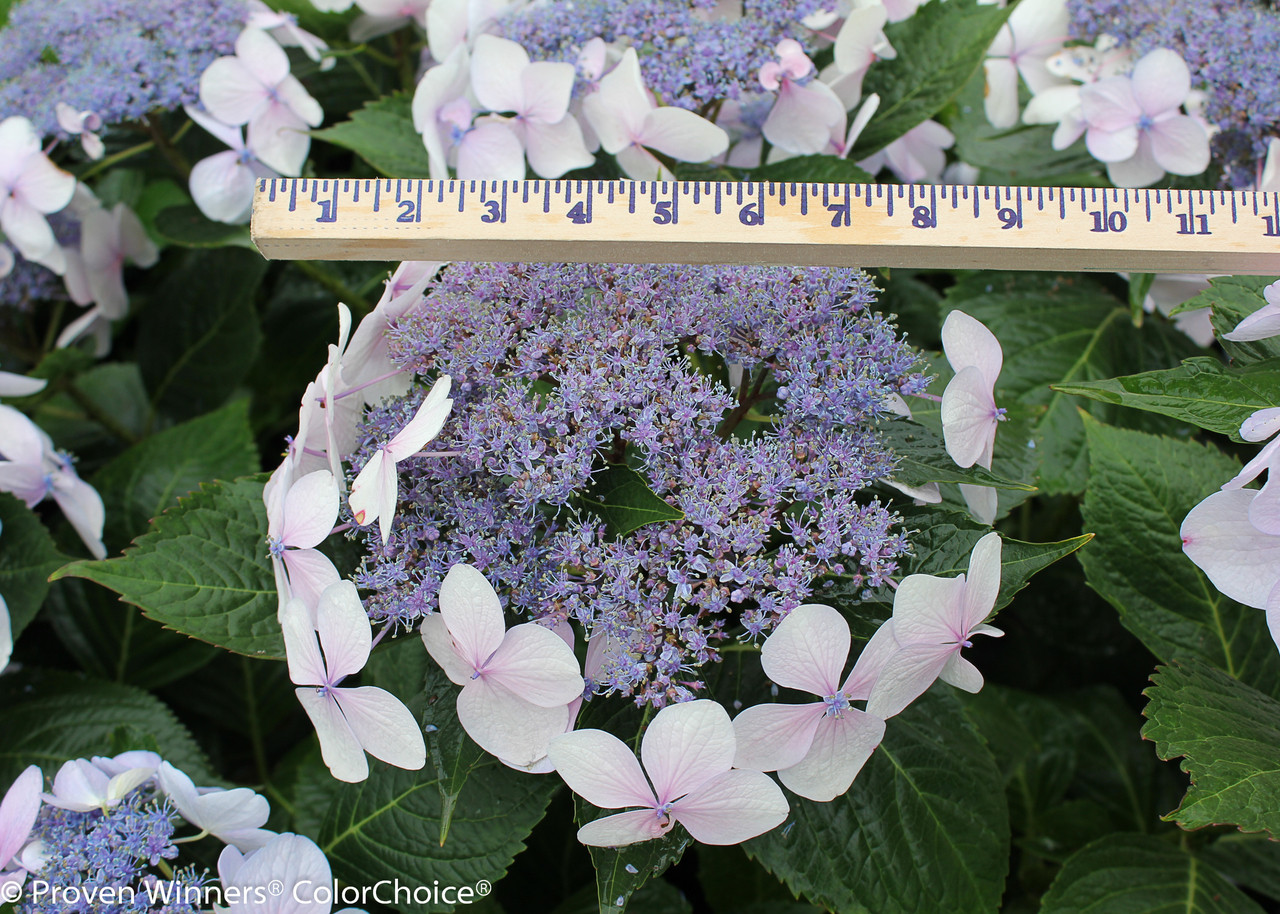 Let's Dance® Diva! Hydrangea | Plant Addicts
