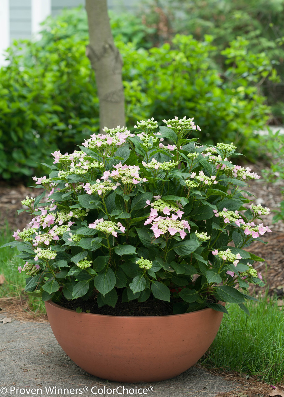 Let's Dance® Starlight Hydrangea | Plant Addicts