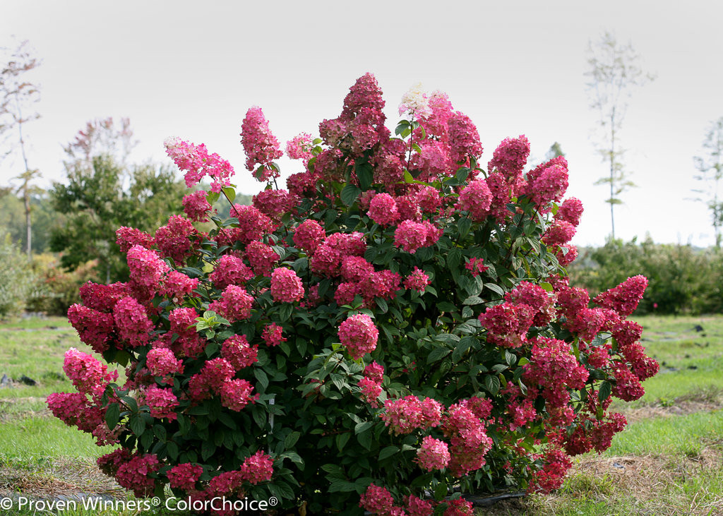 Fire Light® Hydrangea | Plant Addicts