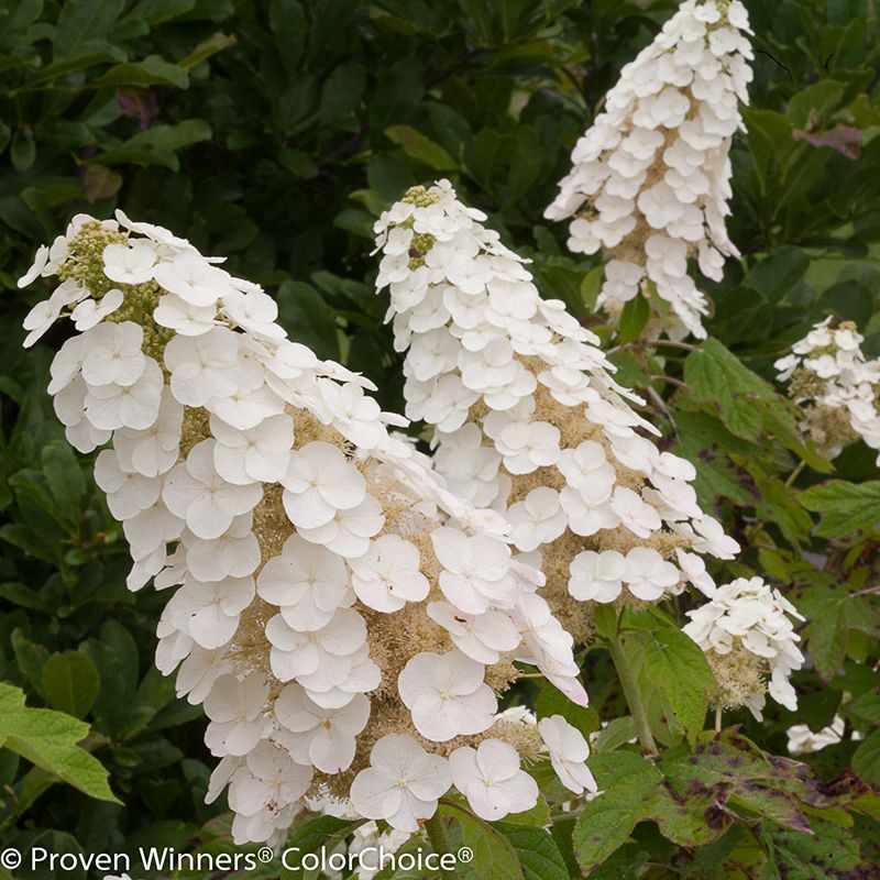 Oakleaf Hydrangea | Hydrangea quercifolia | Plant Addicts