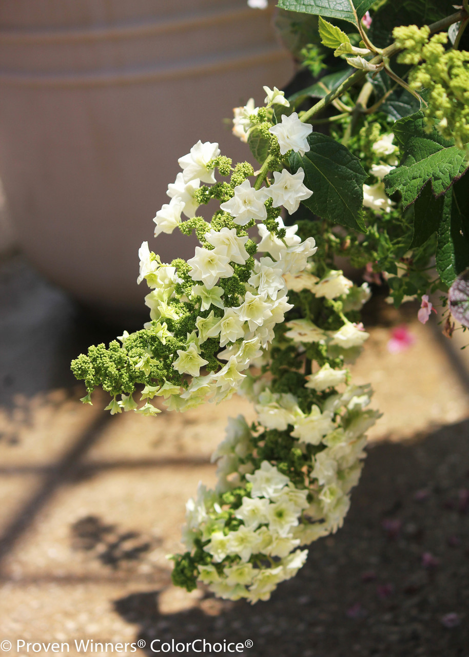 Gatsby Star® Hydrangea | Plant Addicts