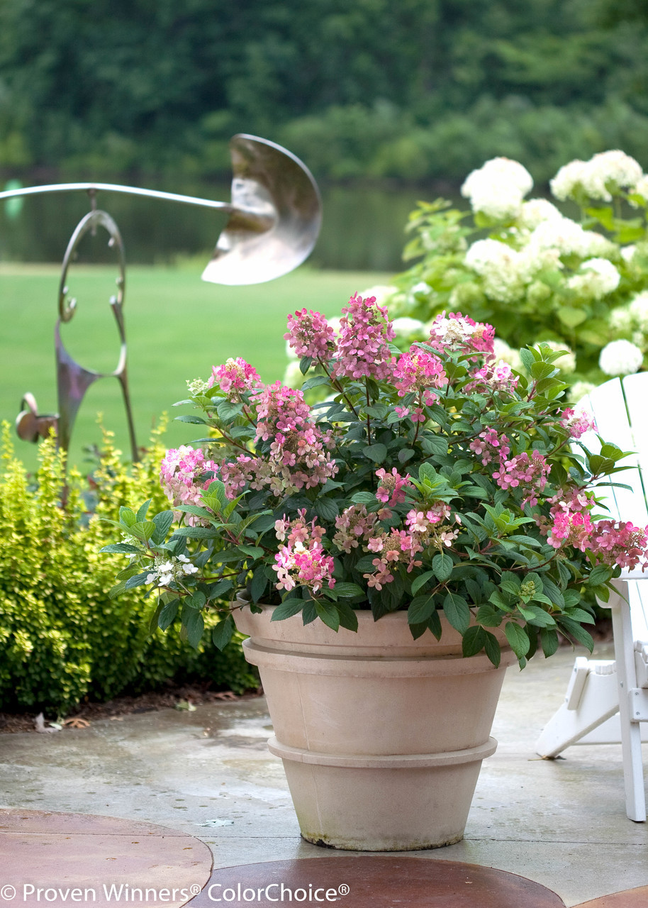 Little Quick Fire® Hydrangea | Plant Addicts