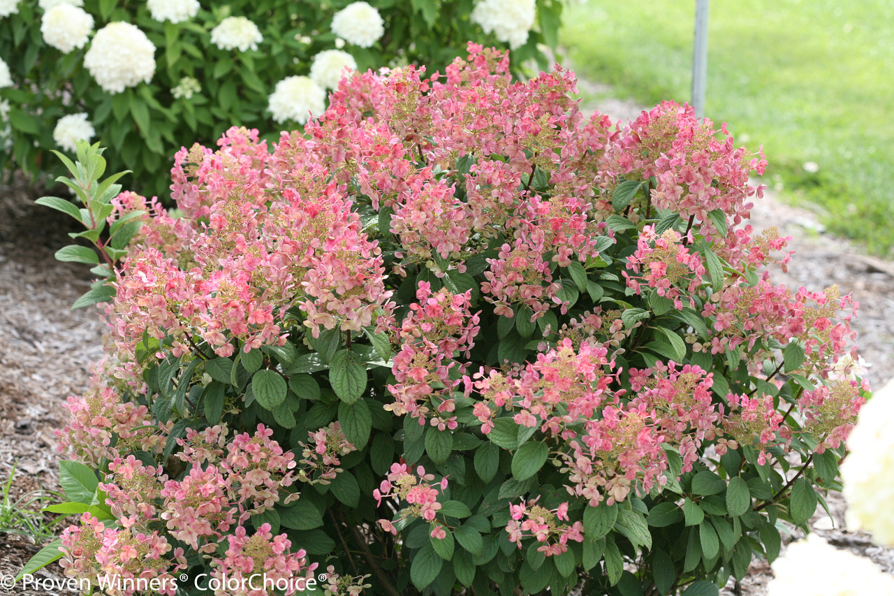 Little Quick Fire® Hydrangea | Plant Addicts