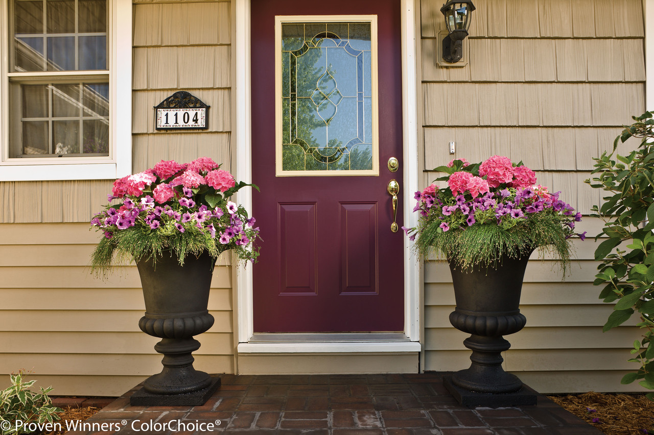Cityline Vienna® Hydrangea | Plant Addicts