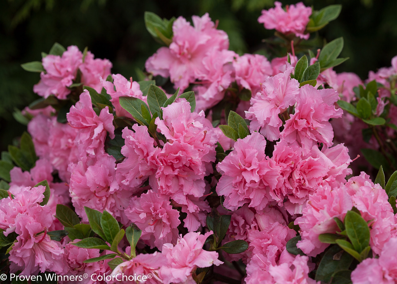 Bloom-A-Thon® Pink Double Azalea | Plant Addicts