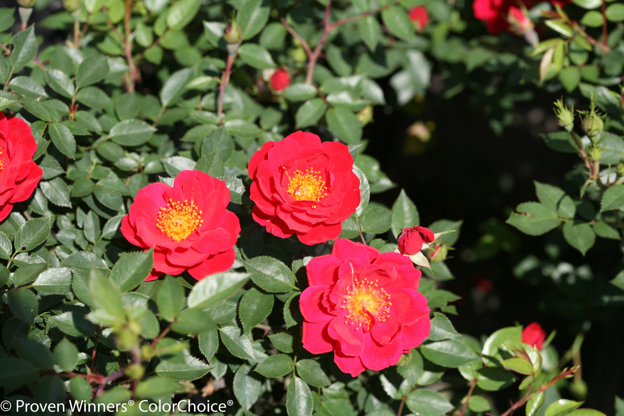 Oso Easy® Urban Legend® Rose Bushes | Plant Addicts