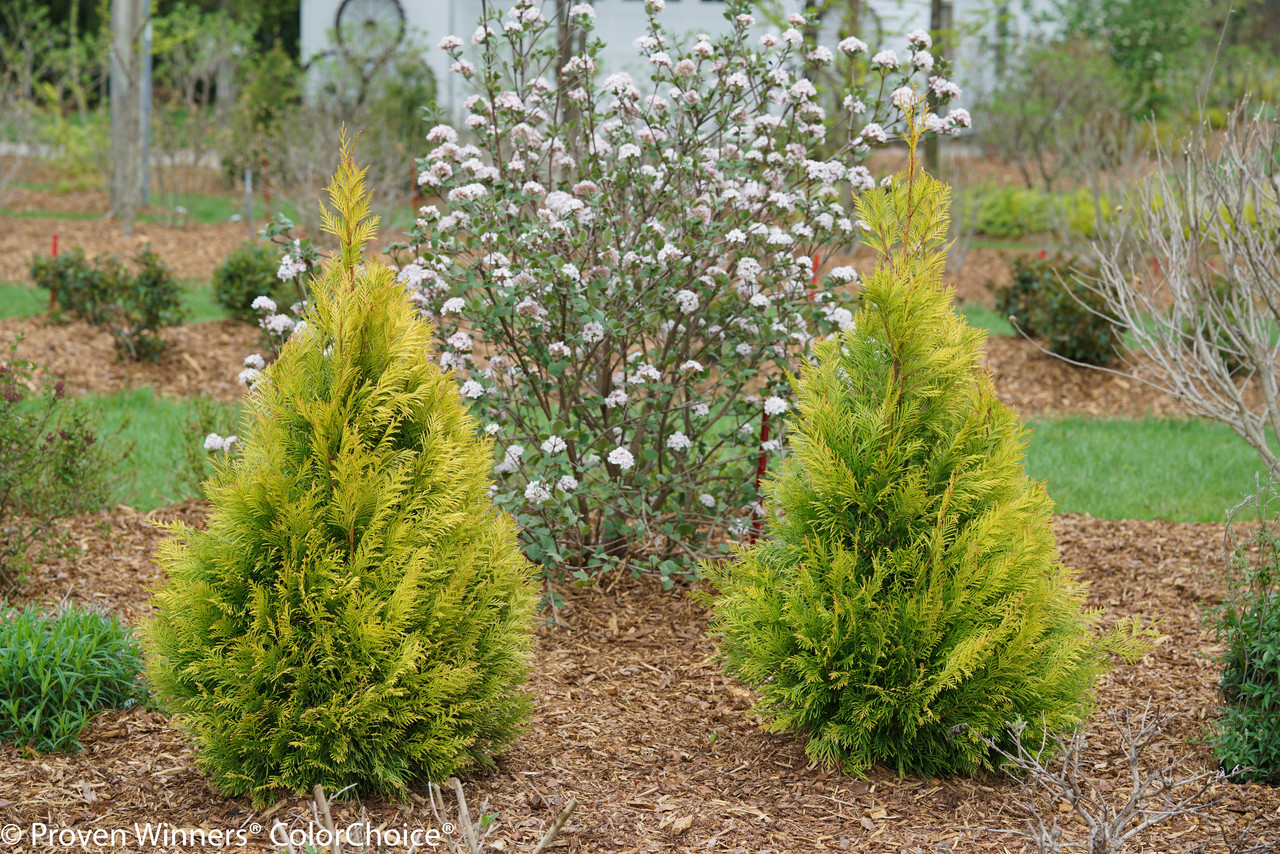Fluffy Arborvitae | Plant Addicts