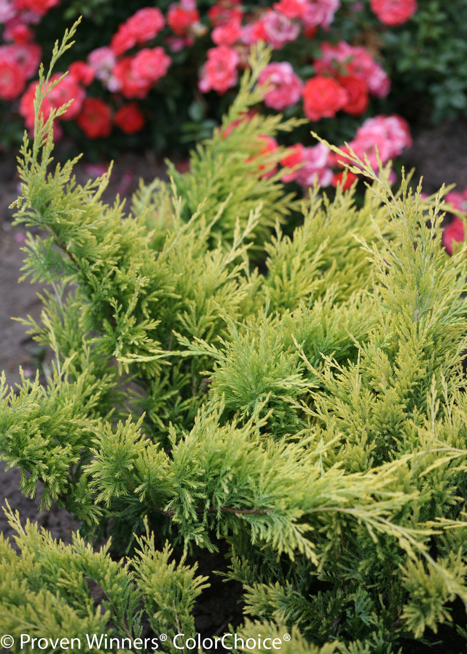 Good Vibrations® Gold Juniper | Plant Addicts