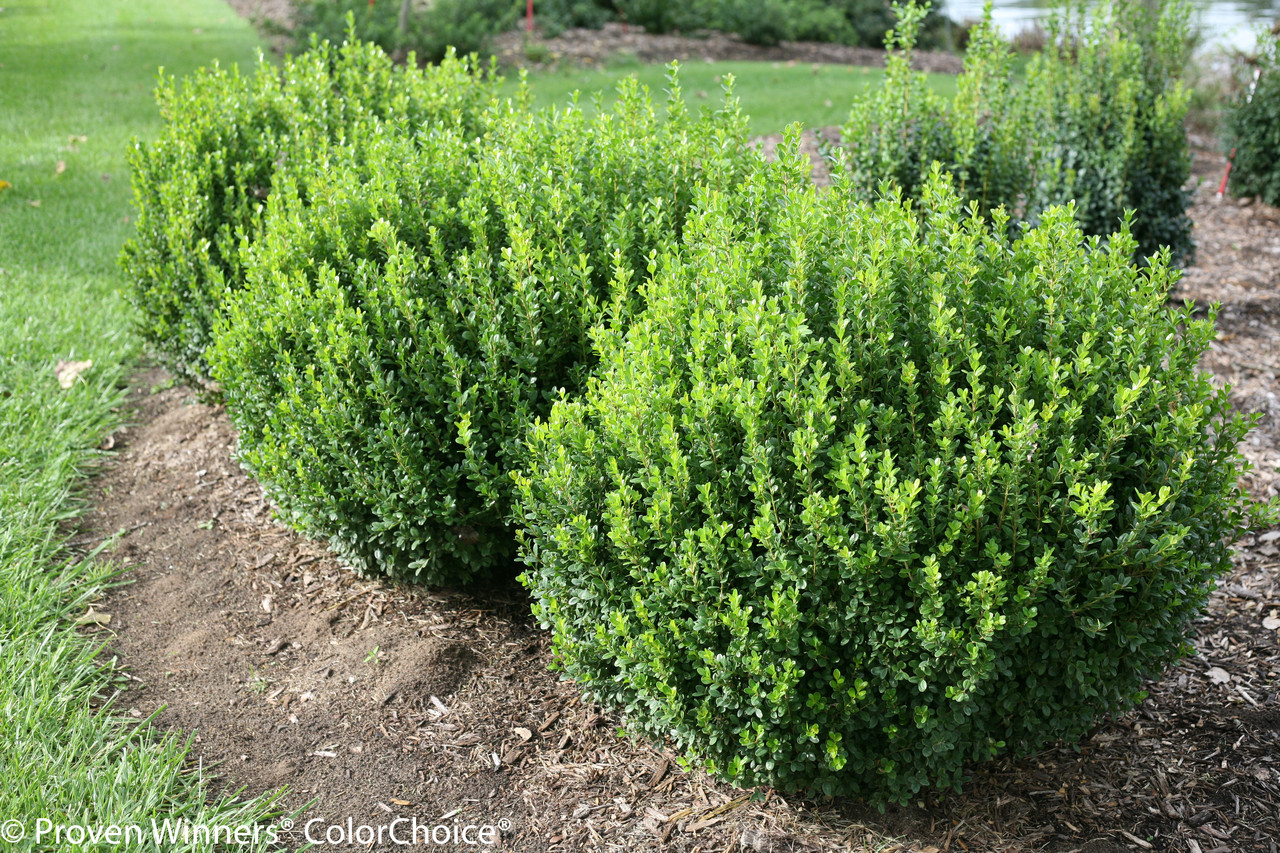Sprinter® Boxwood | Plant Addicts