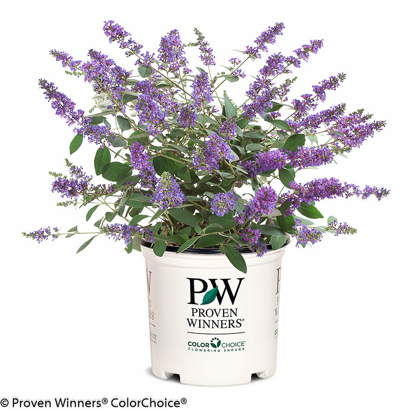 Pugster Blue® Butterfly Bush | Plant Addicts