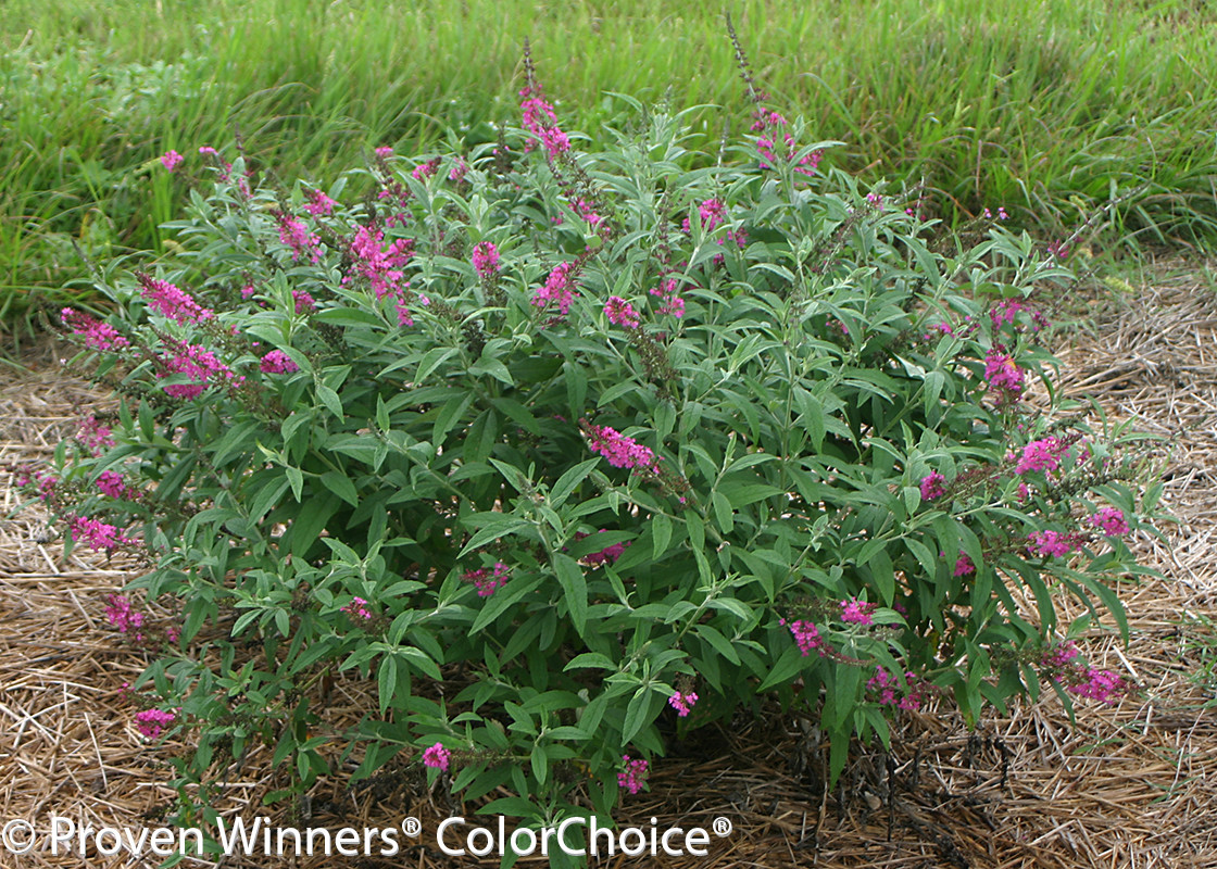 Miss Ruby Butterfly Bush | Plant Addicts