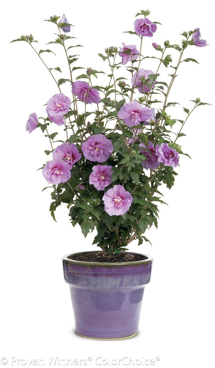 Lavender Chiffon® Rose of Sharon | Plant Addicts
