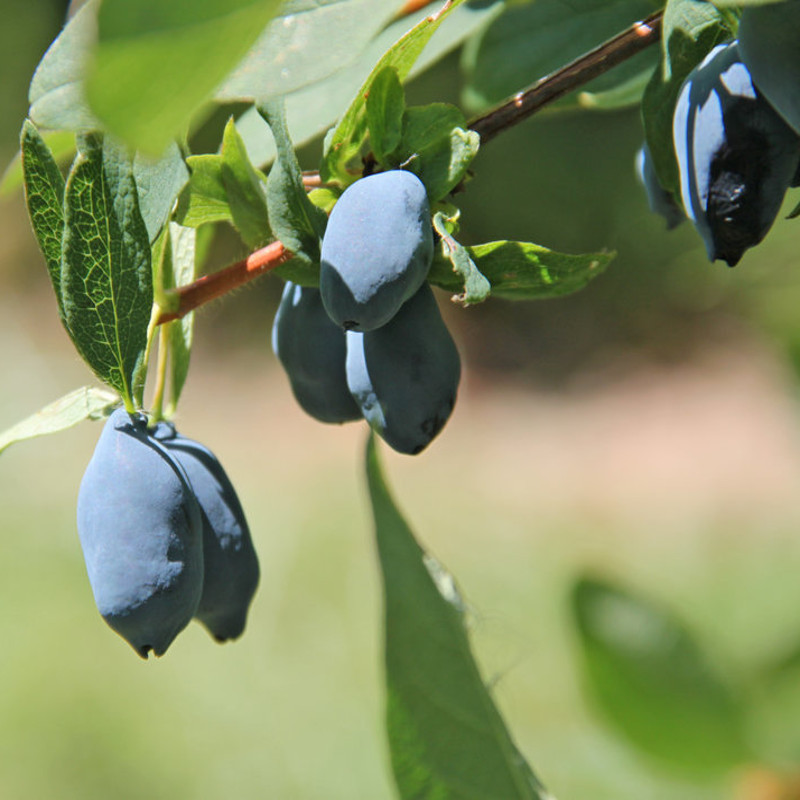 Yezberry Sugar Pie® Haskap Berry | Plant Addicts