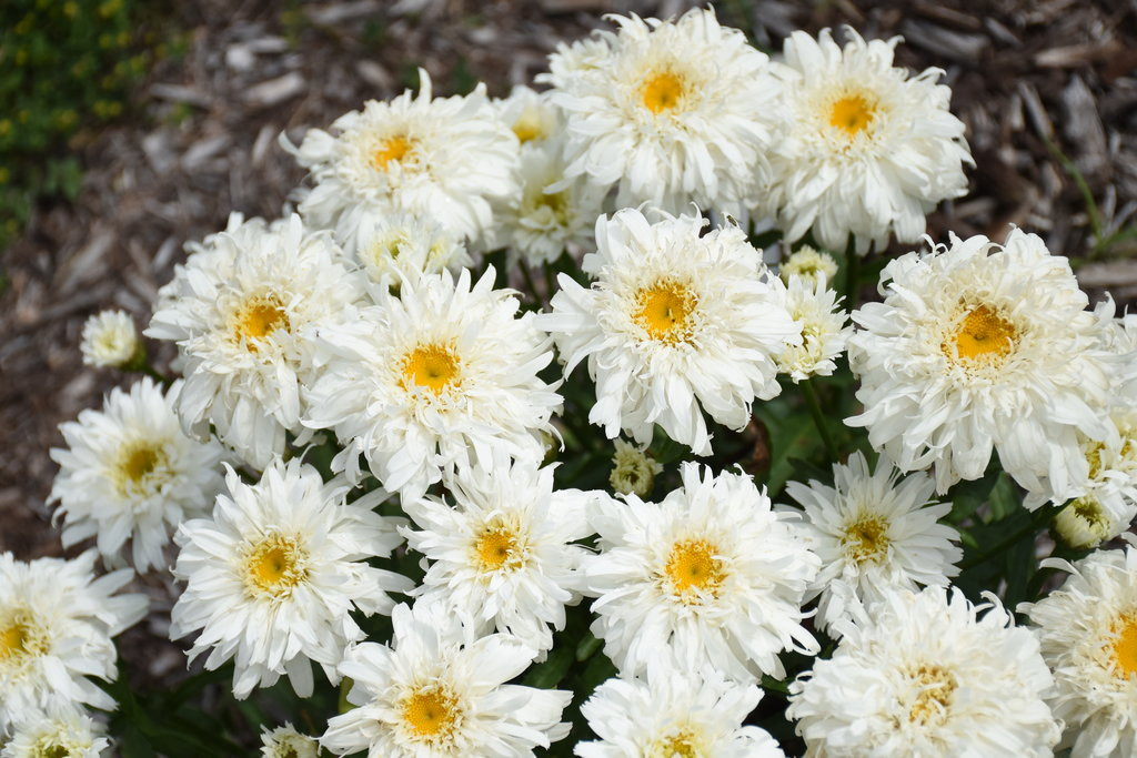 Amazing Daisies® Marshmallow Shasta Daisy | PlantAddicts.com