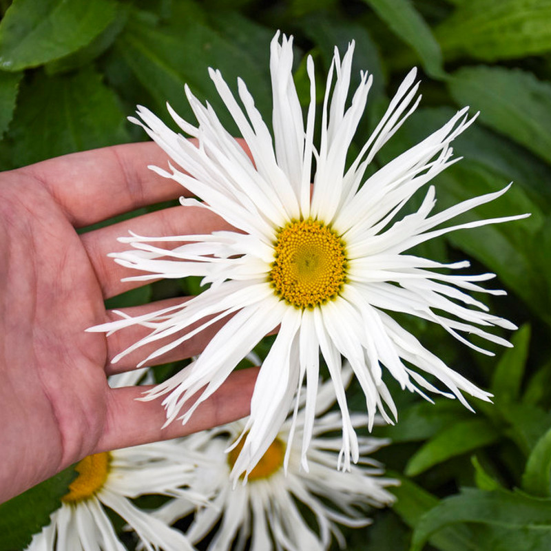 Amazing Daisies® Banana Cream II Shasta Daisy | PlantAddicts.com