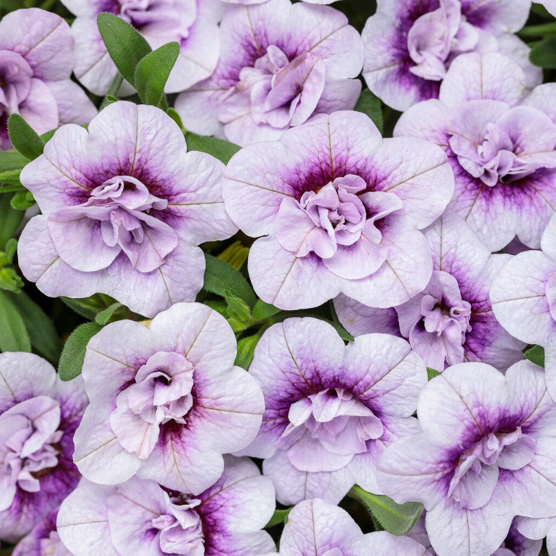 Superbells® Double Blue Calibrachoa | Plant Addicts
