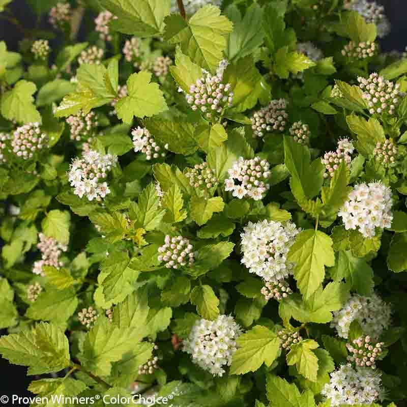 Little Devil Ninebark | Plant Addicts