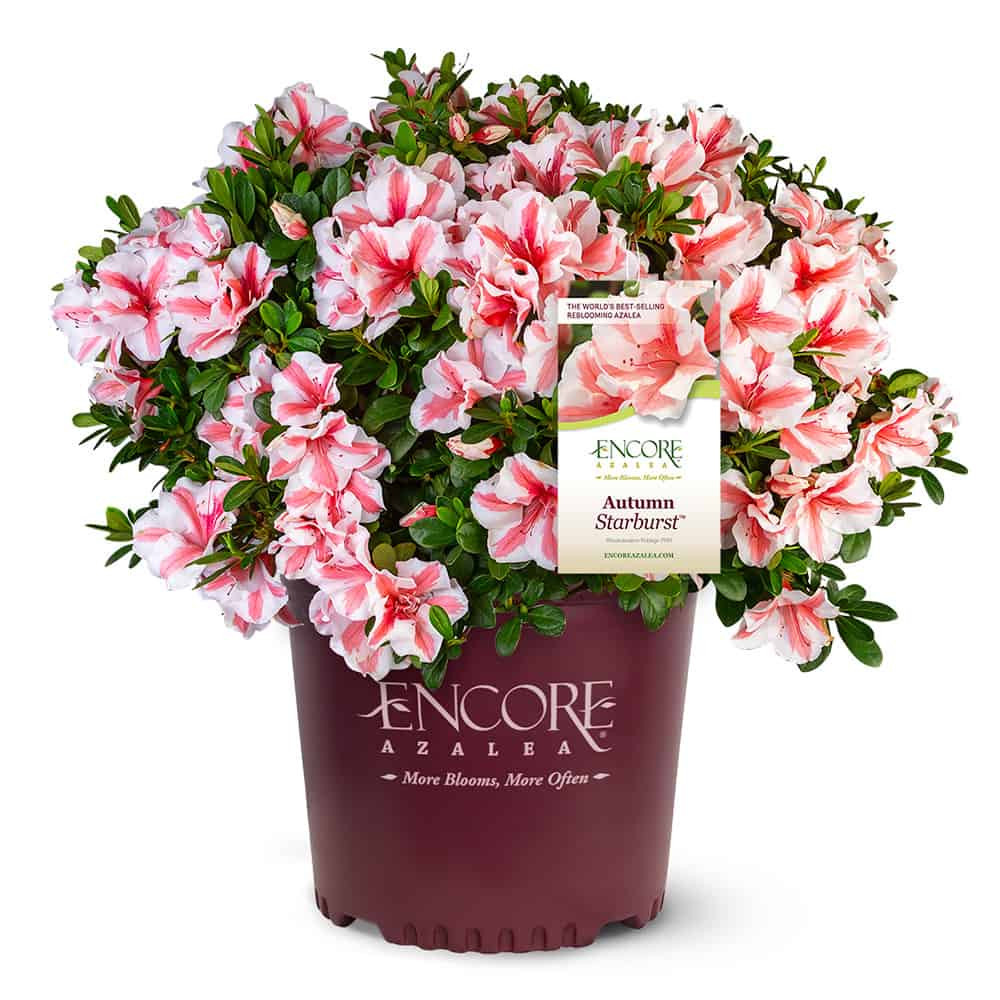 Autumn Starburst™ Encore® Azalea | PlantAddicts.com