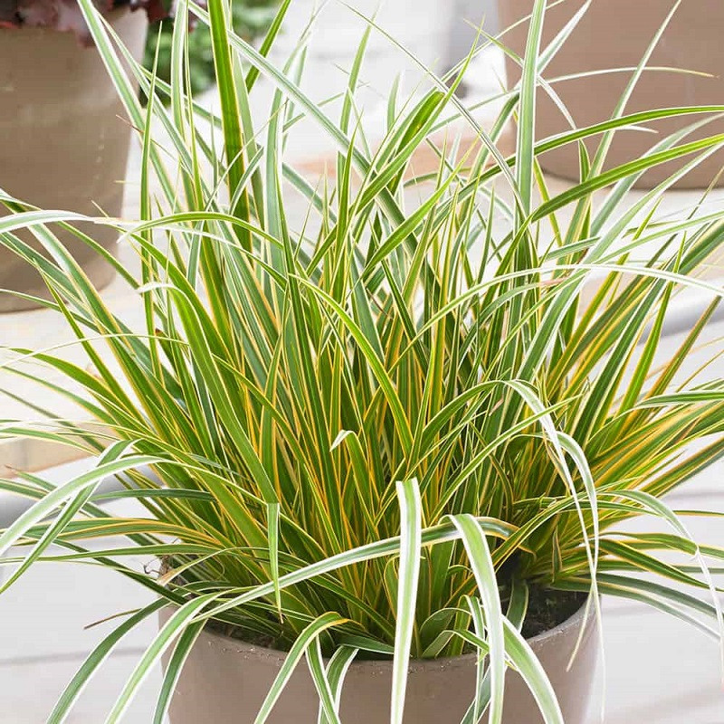 EverColor Everest Carex | PlantAddicts.com