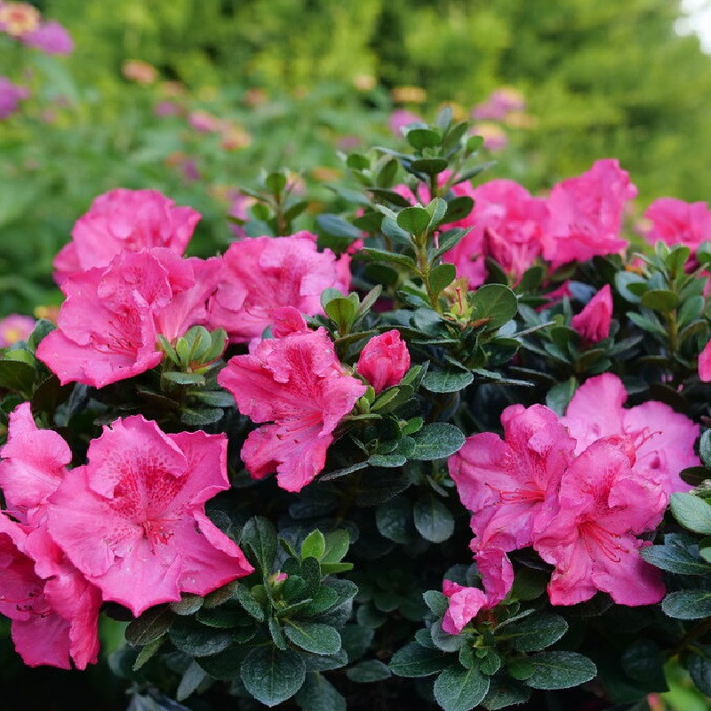 Perfecto Mundo® Double Pink Azalea | Plant Addicts