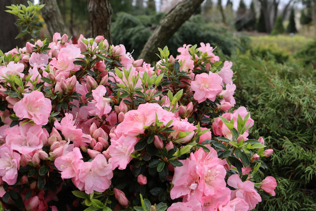 Perfecto Mundo® Epic Pink Carpet™ Azalea | Plant Addicts