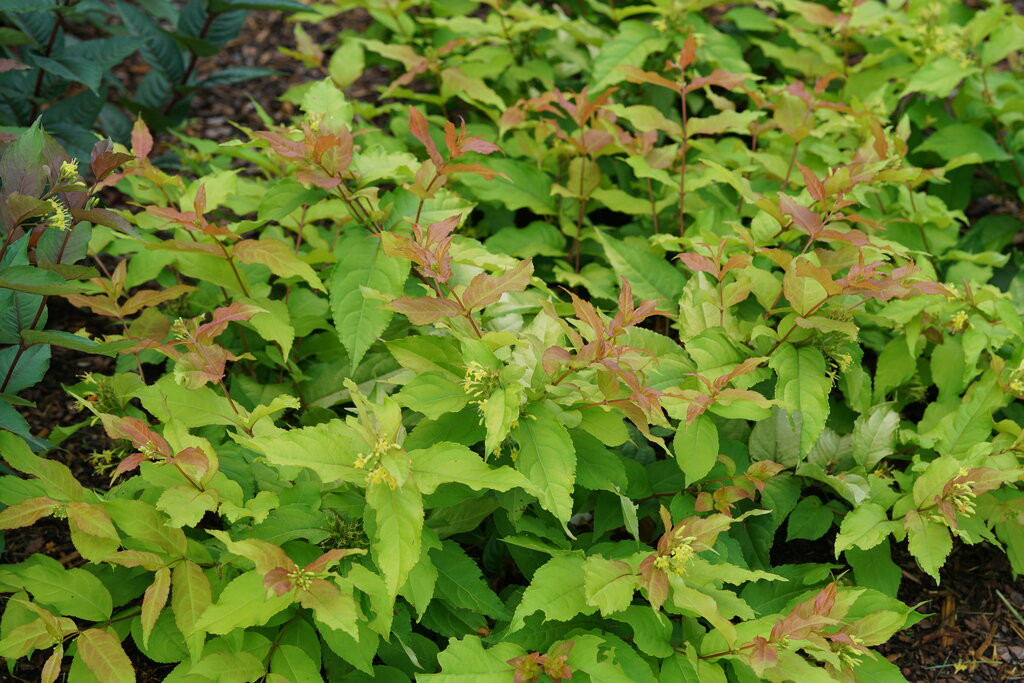 Kodiak® Fresh™ Diervilla | Plant Addicts