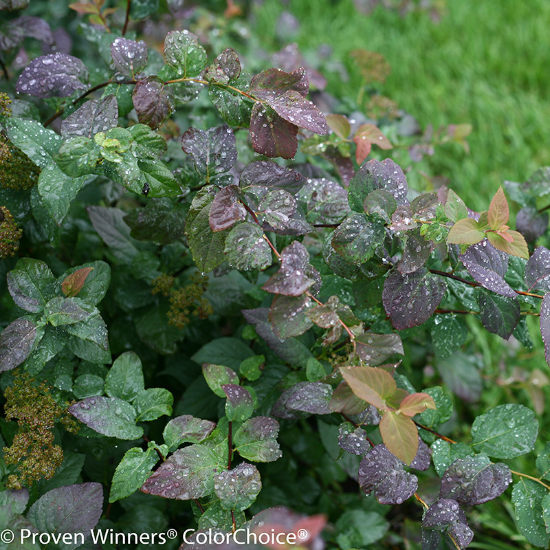 Scentara Double Blue Lilac | Plant Addicts